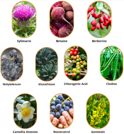 Liv Pure Reviews | Must Read This Before Buying Liv Pure Reviews | Must Read This Before Buying